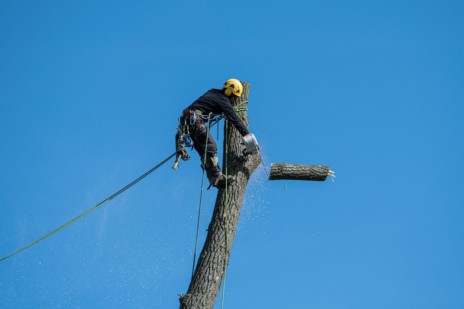 Home - Eco Tree Services