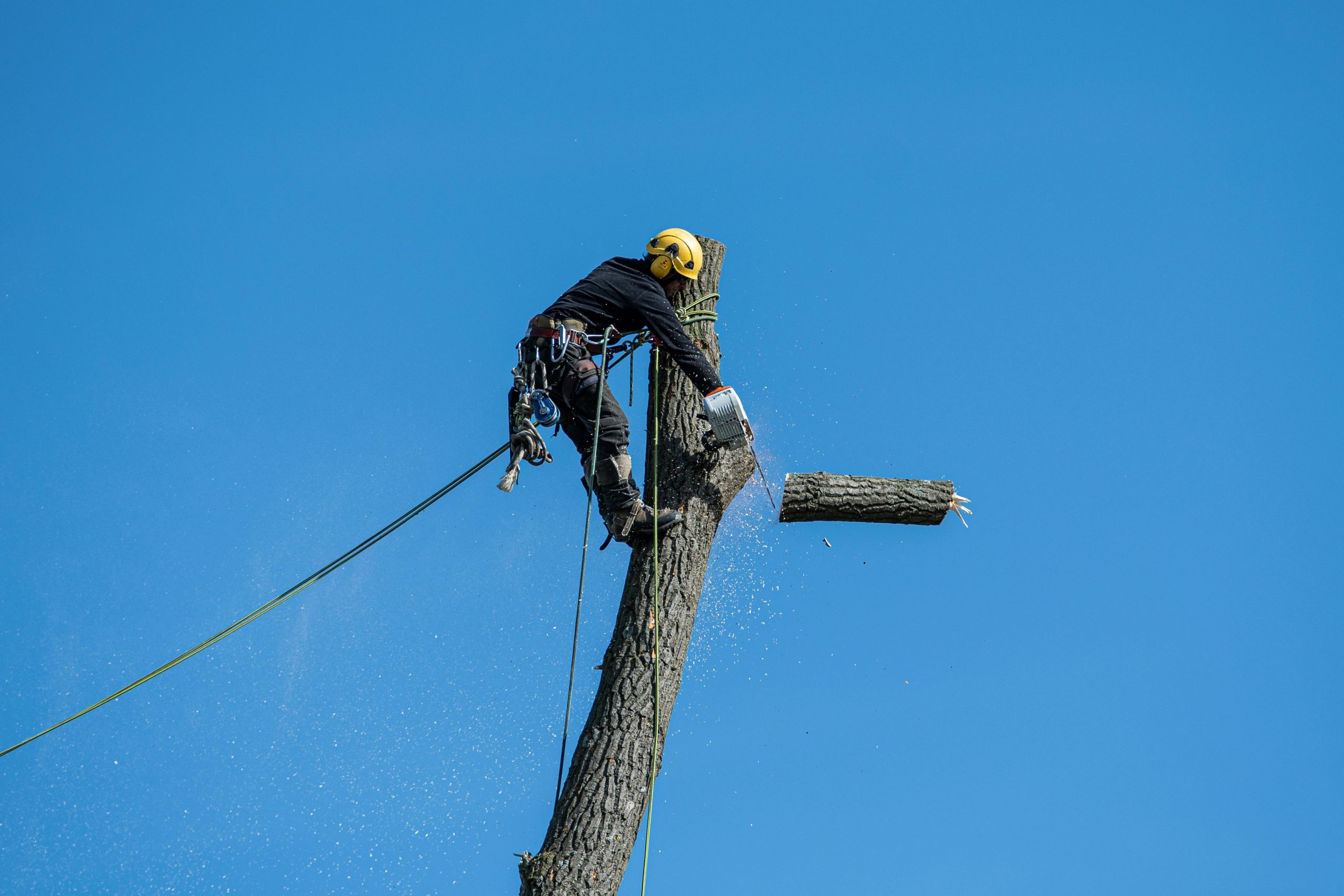 Hiring a Qualified Arborist? A Checklist for Your Peace of Mind - Eco ...